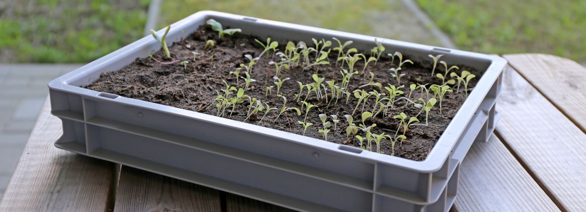 Zaaibak | Kweekbak | Moestuinbak - Transoplastshop