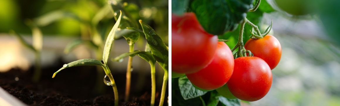 Zaaibak | Kweekbak | Moestuinbak - Transoplastshop